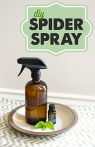 Get rid of Spiders for good with this All Natural Spider Spray