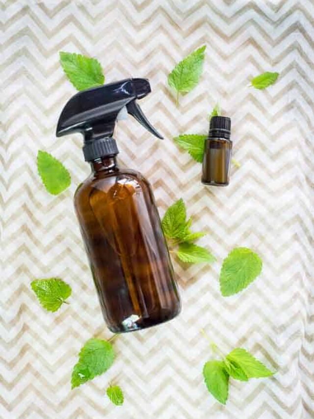 Safe & Effective Natural Spider Spray - Happy Money Saver